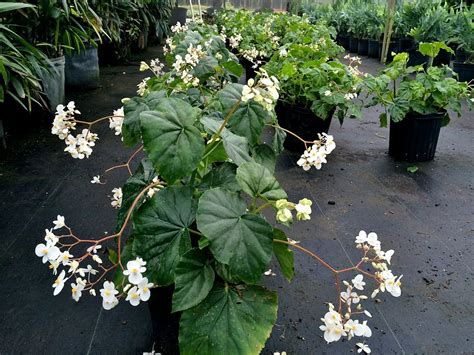 Begonia Odorata Alba White Begonia Plantvine