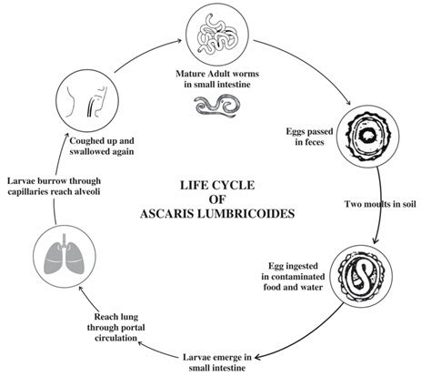 Ascaris Lumbricoides Life Cycle Ascaris Lumbricoides An Overview