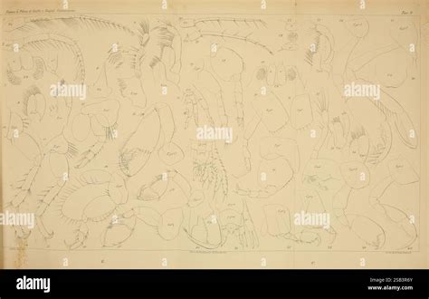 Gammarini Del Golfo Di Napoli Berlin R Friedländer And Sohn 1893 Crustacea Gammaridae