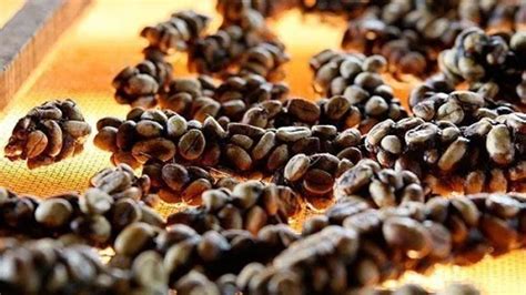 Wild Civet Coffee 5 Hidden Facts You Might Not Know Indonesia Green