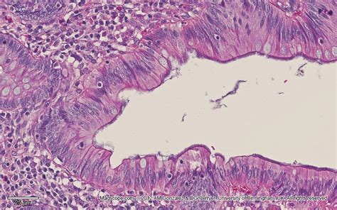 Histology Slide Download