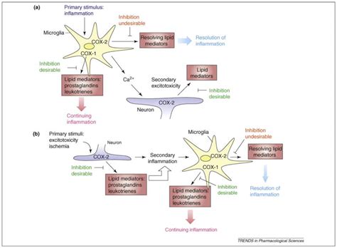 The Distinct Roles Of Cyclooxygenase 1 And 2 In Neuroinflammation
