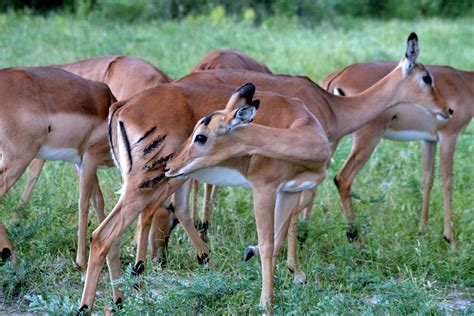 Impala That Survived A Lion Attack Rhardcorenature
