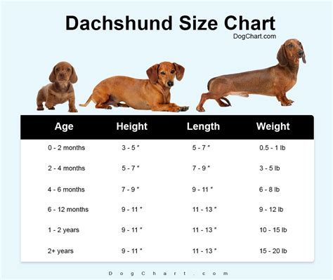 Dachshund Size Chart By Age Height Length And Weight Growth