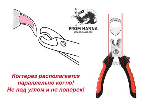 Как подстричь когти кошке, котенку правильно в домашних условиях