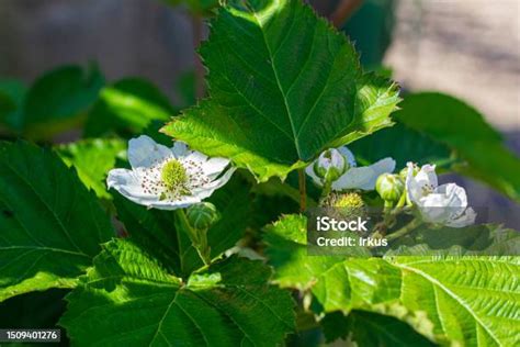 여름에는 블랙 베리 꽃이 피었습니다 고향 시골 생태 정원에 있는 식물 가지 다가오는 열매 개화기에 대한 스톡 사진 및 기타 이미지 Istock
