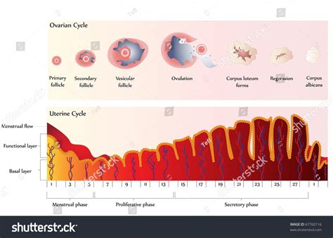 Vector Ovulation Chart Showing Ovarian Cycle Stock Vector 67760116