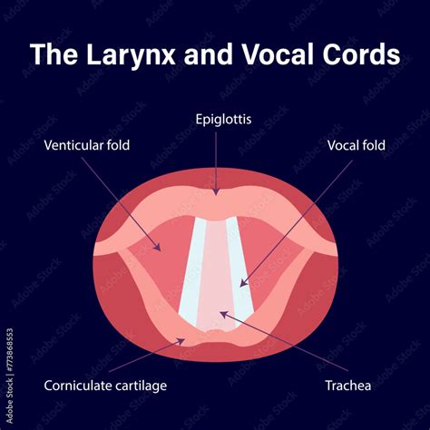 The Larynx And Vocal Cords The Larynx And Vocal Cord Labeled Diagram