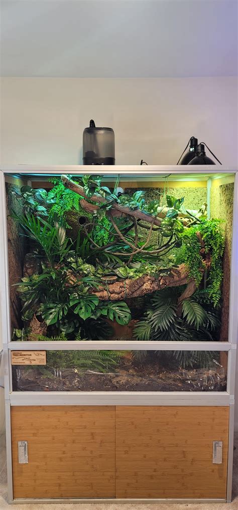 My Gorgeous Juvenile Green Tree Monitor And Their Enclosure R