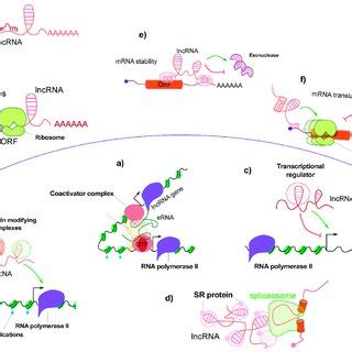 The Function Of Long Non Coding RNA Nuclear LncRNAs Can Work As Download Scientific Diagram
