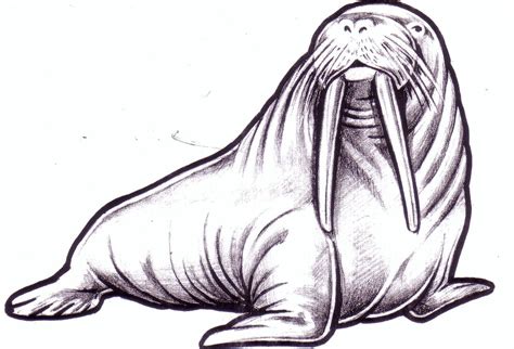 Walrus Face Template