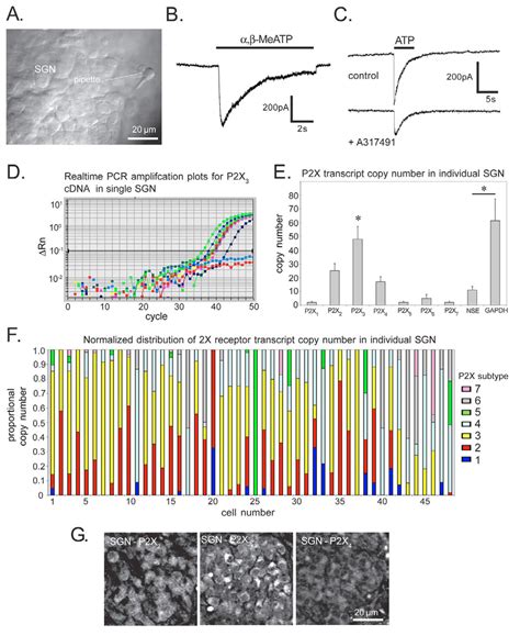 Analysis Of P2x Receptor Expression In Neonatal Rat Sgn A Isolation Download Scientific