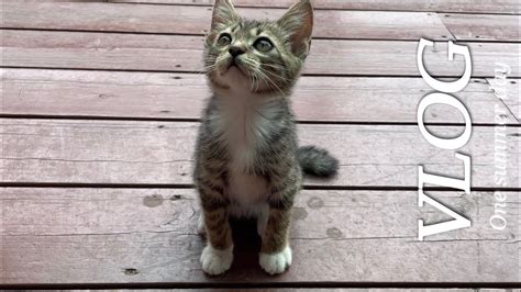 고양이와 한적한 어느 여름 날 Vlog Youtube