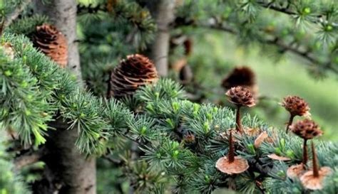 რამდენიმე ფაქტი წიწვოვანი ხეების სასარგებლო თვისებების შესახებ