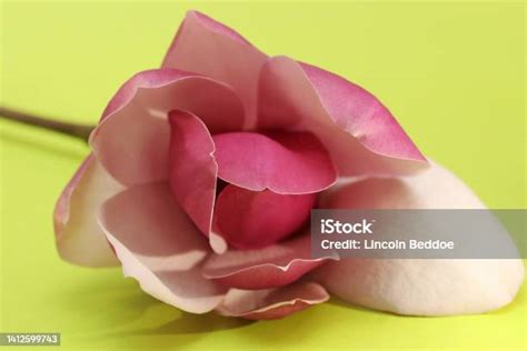 멋진 핑크 라일락 마젠타 목련 꽃이 다양한 각도와 배경으로 클로즈업 0명에 대한 스톡 사진 및 기타 이미지 0명 결심 고대비 Istock