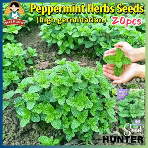 20pcspack Peppermint Herbs Seeds Edible Mint Seeds Mint Leaves Plant