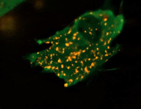 Live Cell Scientific Volume Imaging