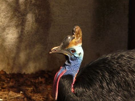 Ratite Images Free Download On Freepik