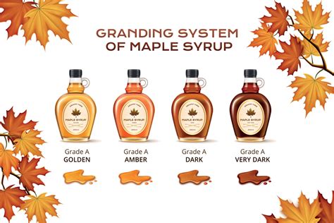 Maple Syrup Composition 8443493 Vector Art At Vecteezy