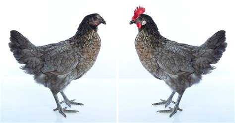 Blue Hen Of Delaware Chicken Breed Info Chicken And Chicks Info