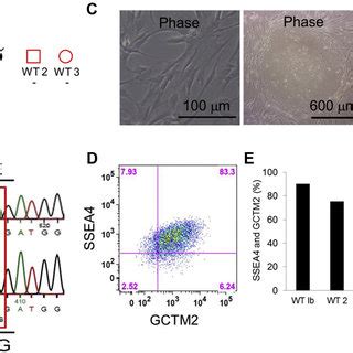 Derivation And Characterization Of Patient Specific FCM IPSC CMs Download Scientific Diagram