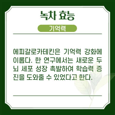 녹차 효능 및 부작용 카페인 한국인플루언서뉴스