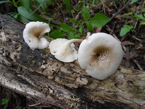 Lentinus Tigrinus The Ultimate Mushroom Guide