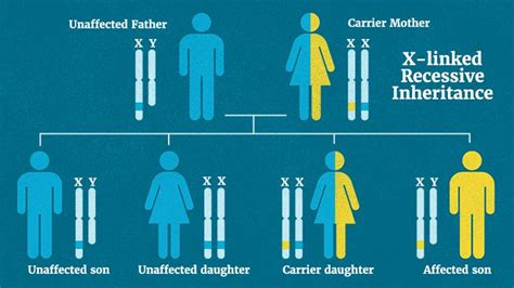 What Is Muscular Dystrophy Symptoms Causes Diagnosis Treatment And