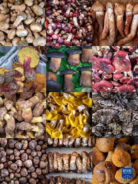 [포토] 윈난 시장을 가득 채운 제철 맞은 야생 버섯 7