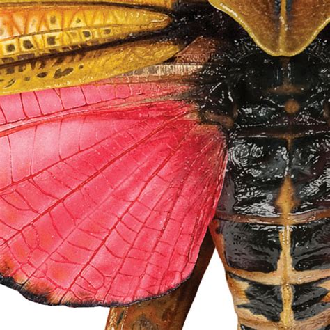 Close Up Showing The Grasshoppers Vibrant Pink Lower Wing