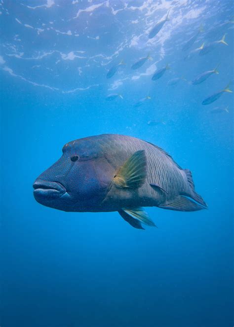 110521 Humpheaded Maori Wrasse Ocean Rafting Website