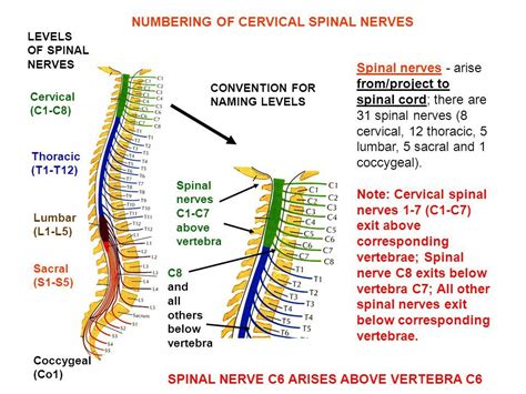 Pin By Janet Pelzer On Neurological Nervous System Anatomy Spinal Nerve Nerve Health