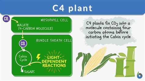 C4 Photosynthesis Cycle