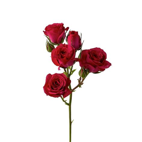 Fire Up Spray Rose Sami Sacha Flowers Spray Roses Hot Pink Flowers
