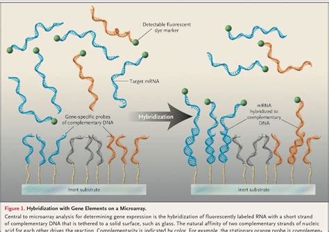 Figure 1 From Microarray Analysis And Tumor Classification Semantic Scholar