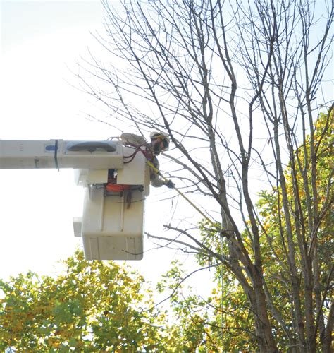 Tree Trimming And Spraying For 2024 Indiana Connection