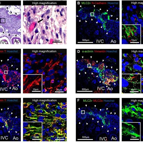Histological Staining Of The Tubular Engineered Heart Tissues T Ehts
