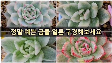 2월 25일 크리스보니세인트아그네스치와와복륜금 소개시켜드려요 엄청 예쁘네요 다육 다육식물 다육이금 다육이