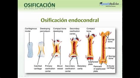 Etapas De Formacao Ossea Intramembranosa