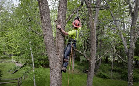 Frank S Tree Service