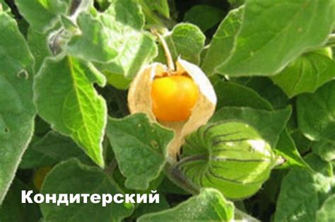 Физалис овощной: сорта с фото и описанием, секреты выращивания и ухода