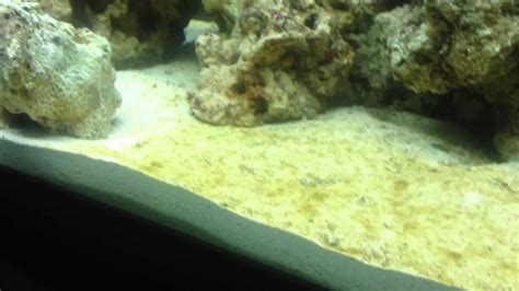 Day 8 - 55g Saltwater Tank Cycle - Algae growth - YouTube