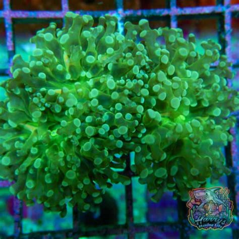 Hml Octospawn Harrys Marine Life