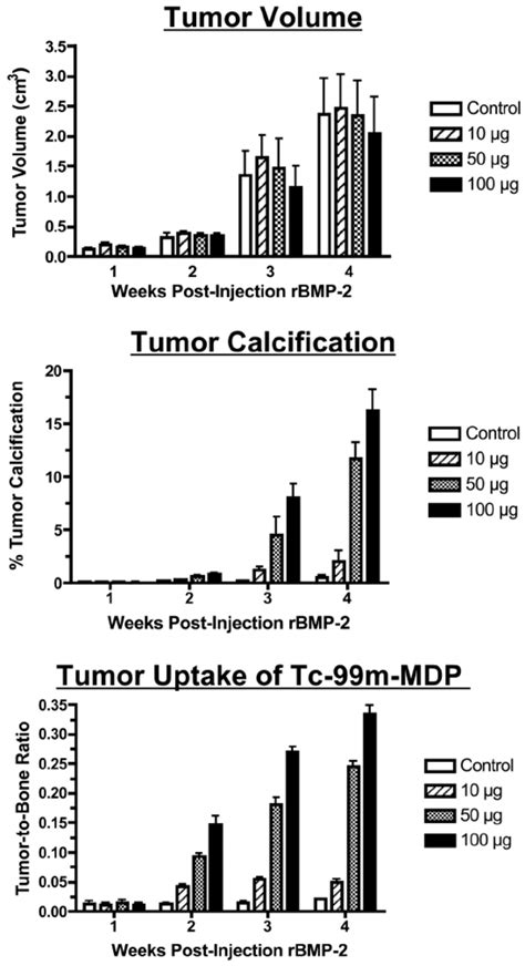 Dose And Time Dependence Of Breast Tumor Growth And Microcalcification