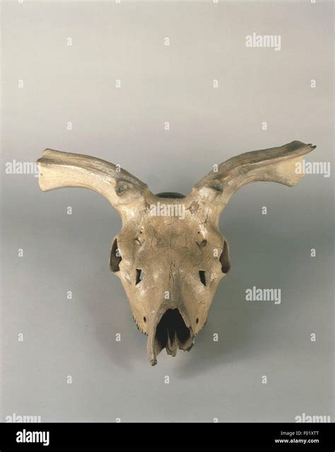 Fossils Deuterostomia Chordata Mammalia Irish Elk Or Giant Deer