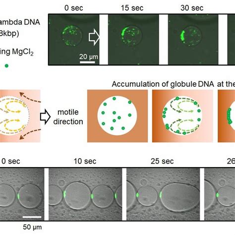 Motile Dextran Droplet Containing Globule Dna Green In The Presence