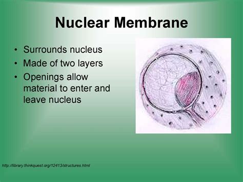 Cell Structure Function презентация онлайн