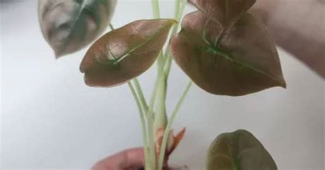 Alokacia cuprea red secret | Aukce rostlin