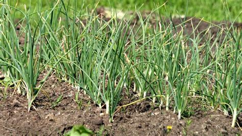 Парламент прийняв Закон про державне регулювання сфери захисту рослин Читайте на Ukr Net