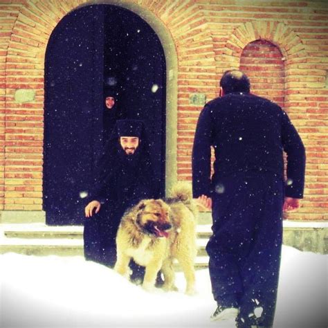 ჩვენ გვიყვარს ქართული აზიური და კავკასიური ნაგაზი